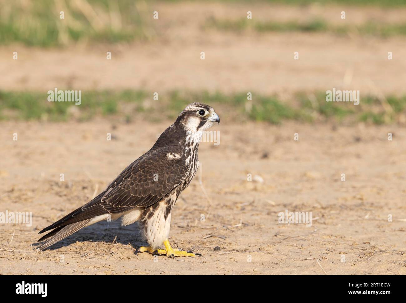 Lanner Falcon (Falco biarmicus) . Kalahari Desert, Kgalagadi Transfrontier Park, South Africa ...