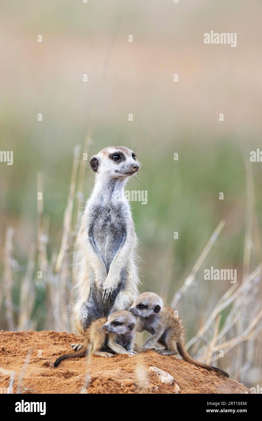 Baby meerkat behavior hi-res stock photography and images - Alamy