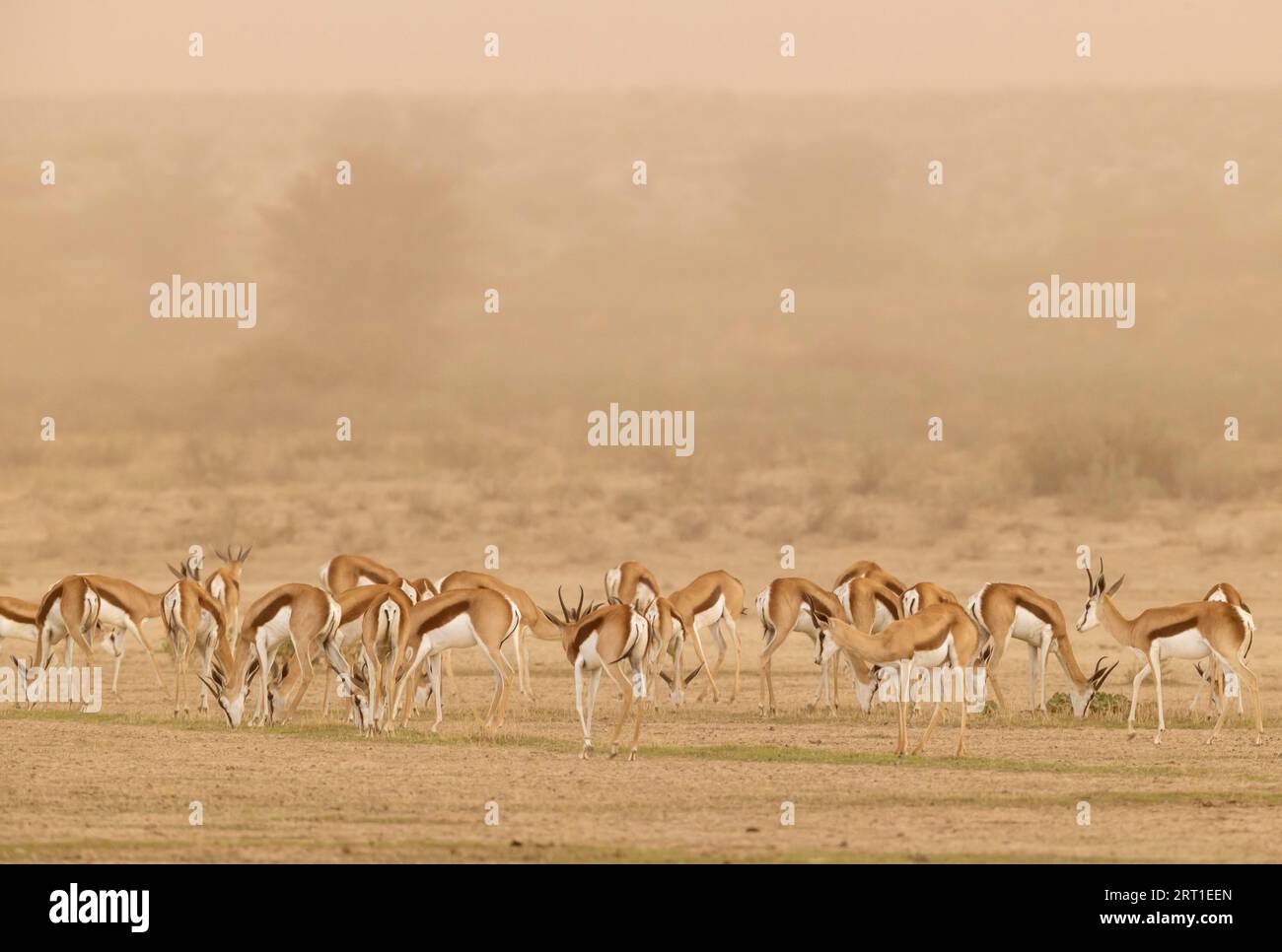 Springbok (Antidorcas marsupialis) . During a sandstorm in the dry bed ...