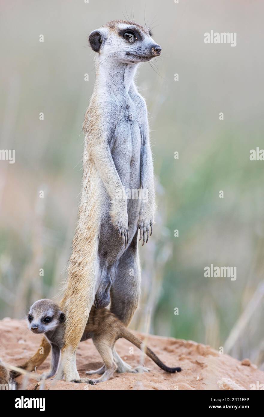 Suricate (Suricata suricatta) . Also called Meerkat. Female with young ...