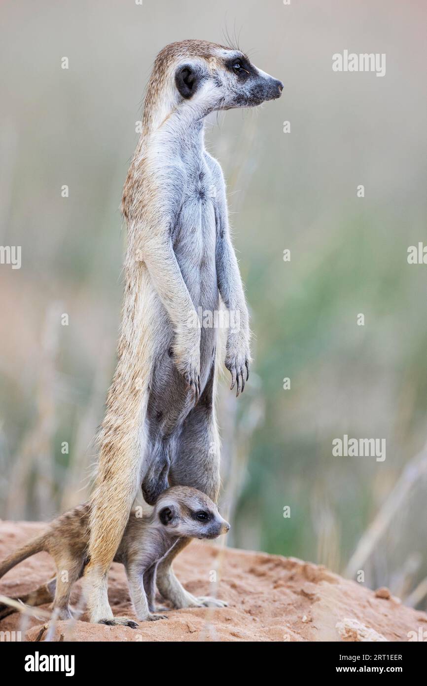 Suricate (Suricata suricatta) . Also called Meerkat. Female with young ...
