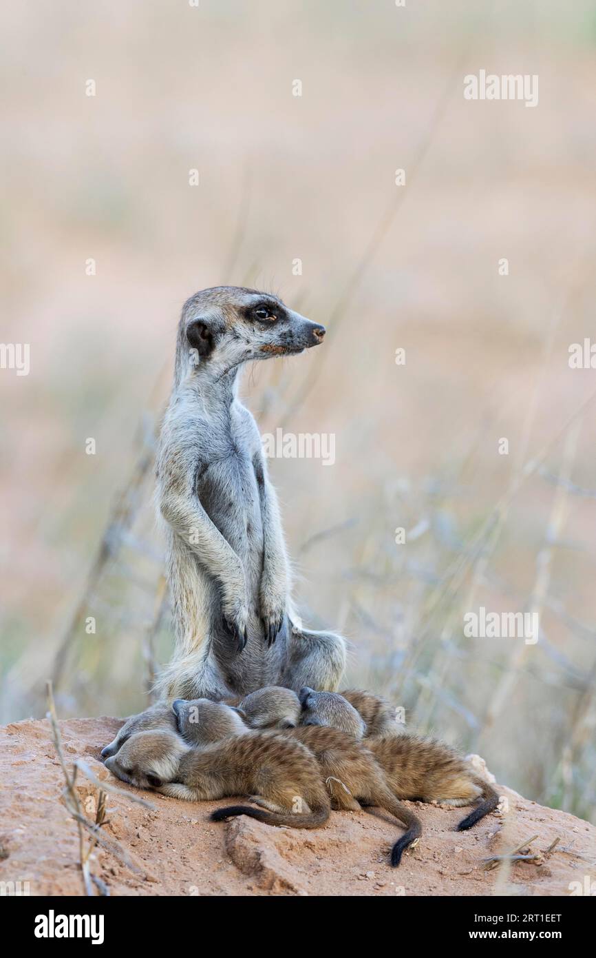 Suricate (Suricata suricatta) . Also called Meerkat. Female with five ...