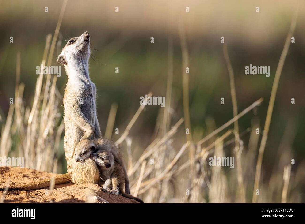 Suricate (Suricata suricatta) . Also called Meerkat. Female with two ...