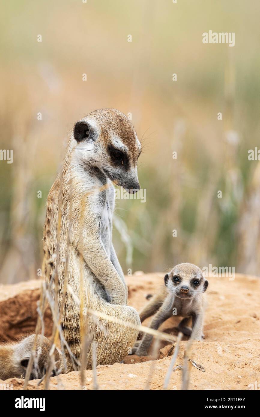Baby meerkat behavior hi-res stock photography and images - Alamy