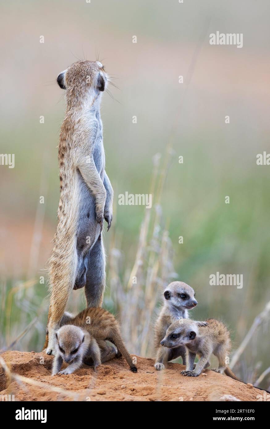 Suricate (Suricata suricatta) . Also called Meerkat. Female with three ...