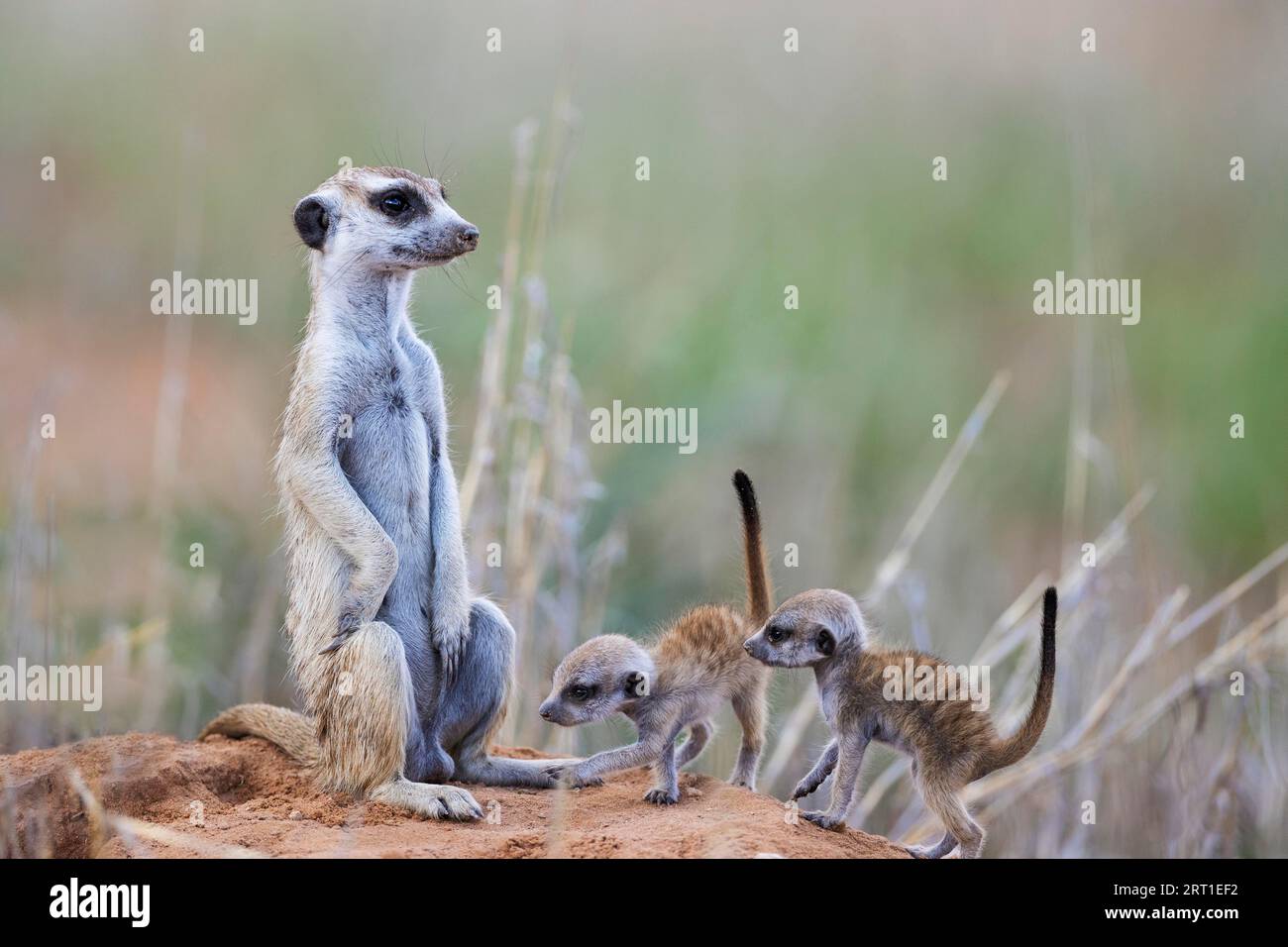 Suricate (Suricata suricatta) . Also called Meerkat. Female with two ...