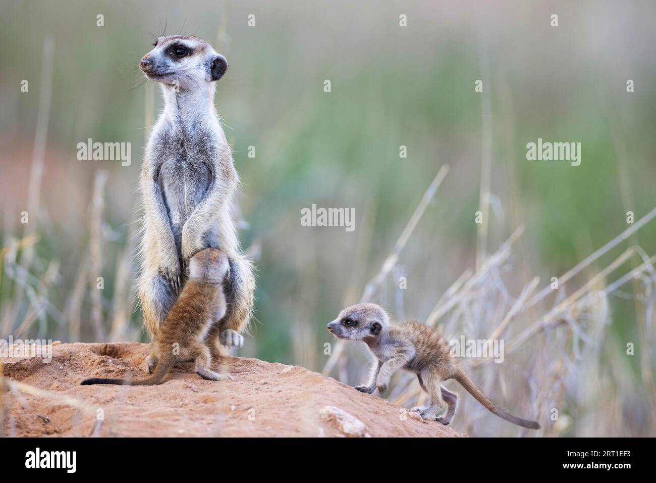 Suricate (Suricata suricatta) . Also called Meerkat. Female with two ...