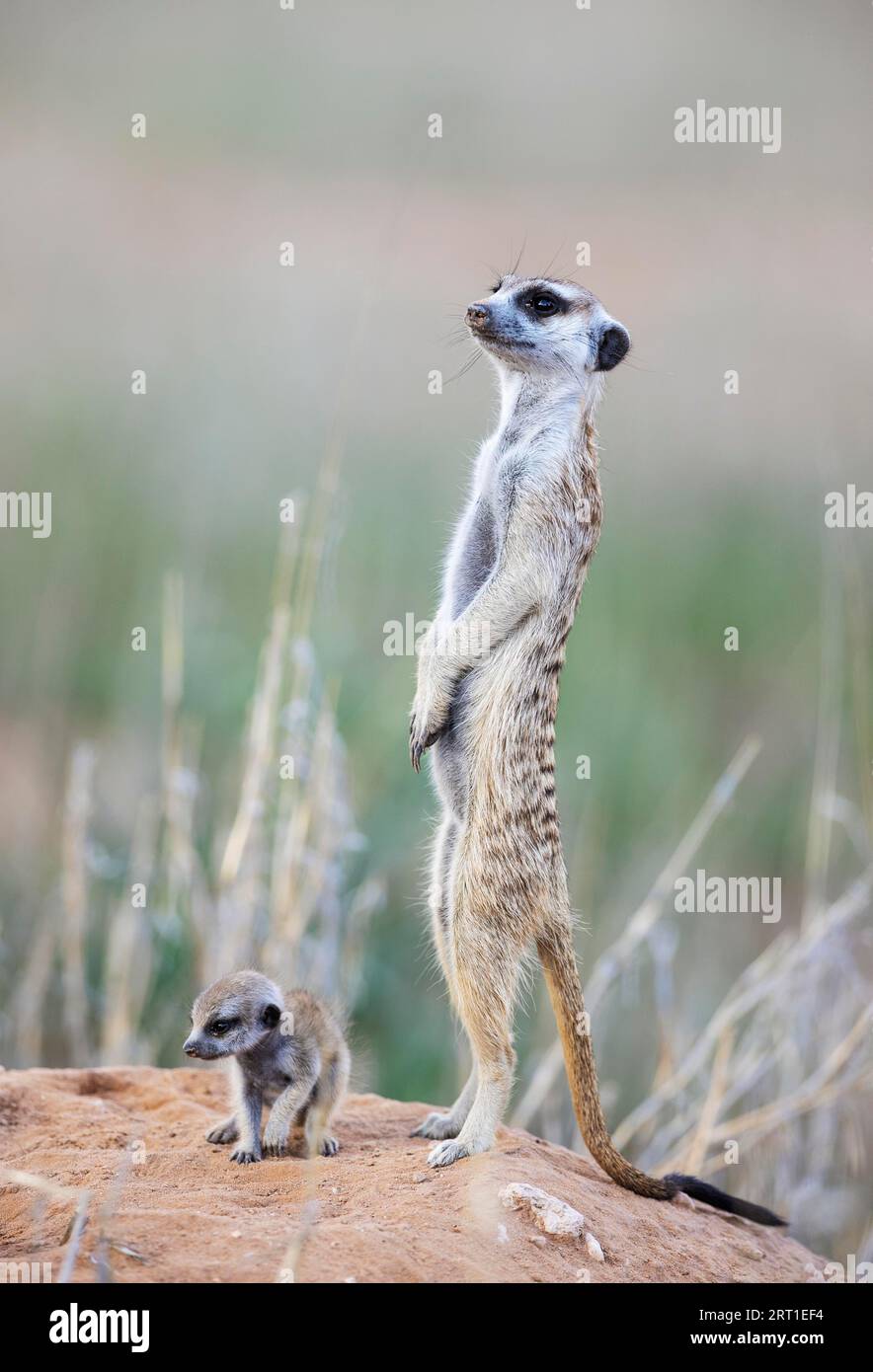 Suricate (Suricata suricatta) . Also called Meerkat. Female with young ...