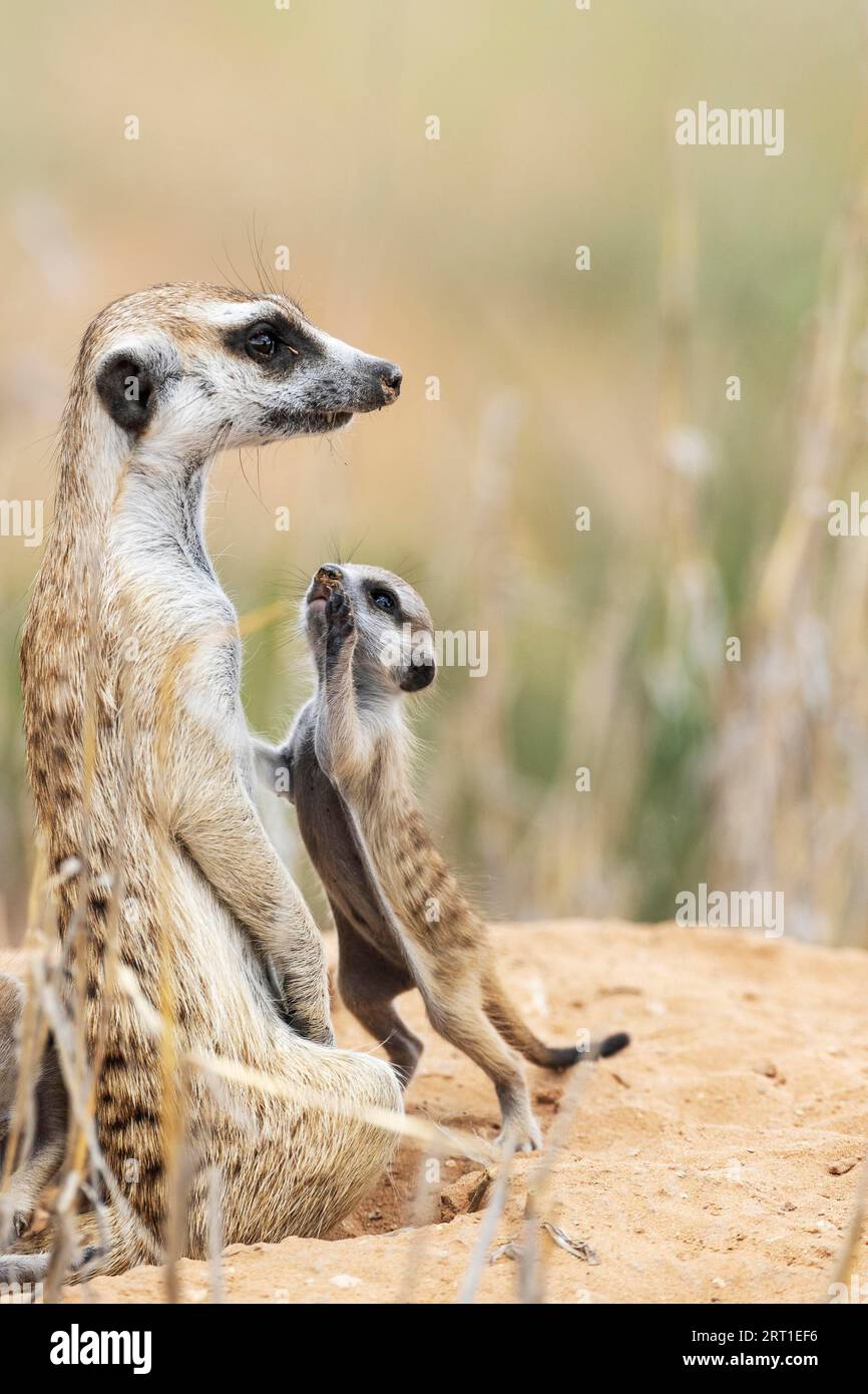 Suricate (Suricata suricatta) . Also called Meerkat. Female with ...