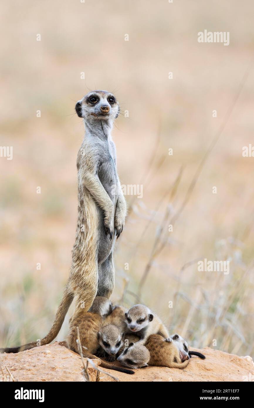 Suricate (Suricata suricatta) . Also called Meerkat. Female with five ...