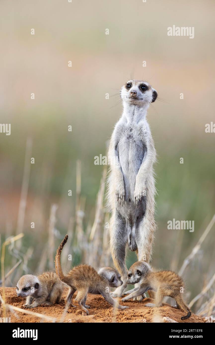 Suricate (Suricata suricatta) . Also called Meerkat. Female with three ...