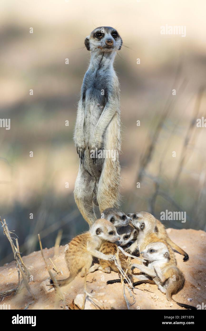 Suricate (Suricata suricatta) . Also called Meerkat. Female with five ...