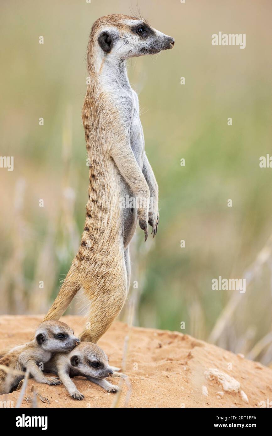 Suricate (Suricata suricatta) . Also called Meerkat. Female with two young at their burrow. On ...