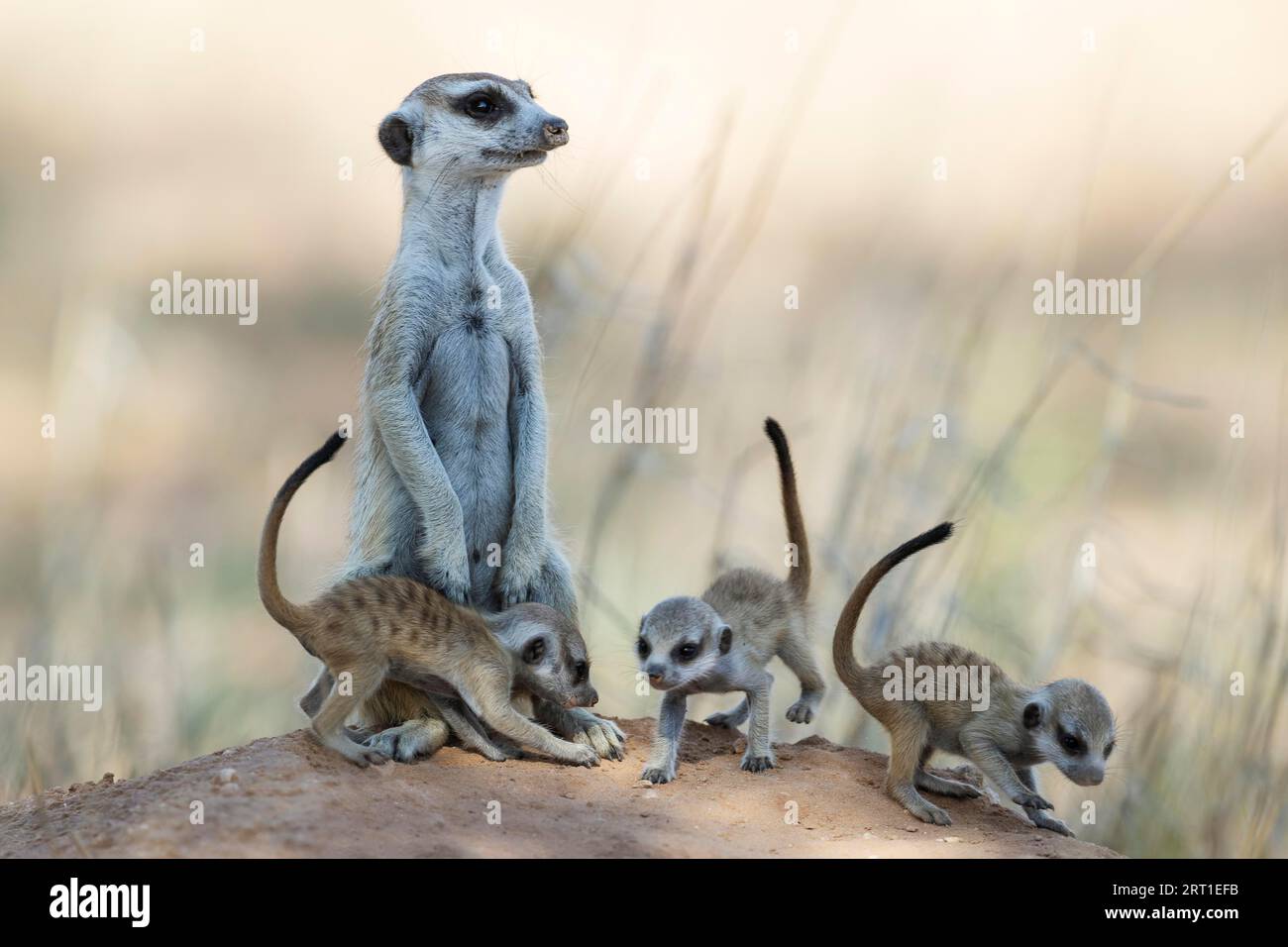 Baby meerkat den hi-res stock photography and images - Alamy