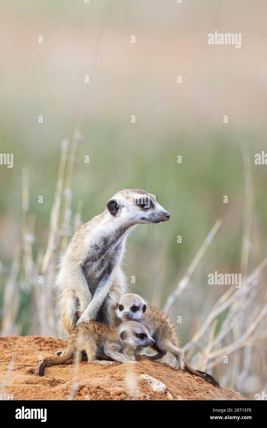 Suricate (Suricata suricatta) . Also called Meerkat. Female with two ...