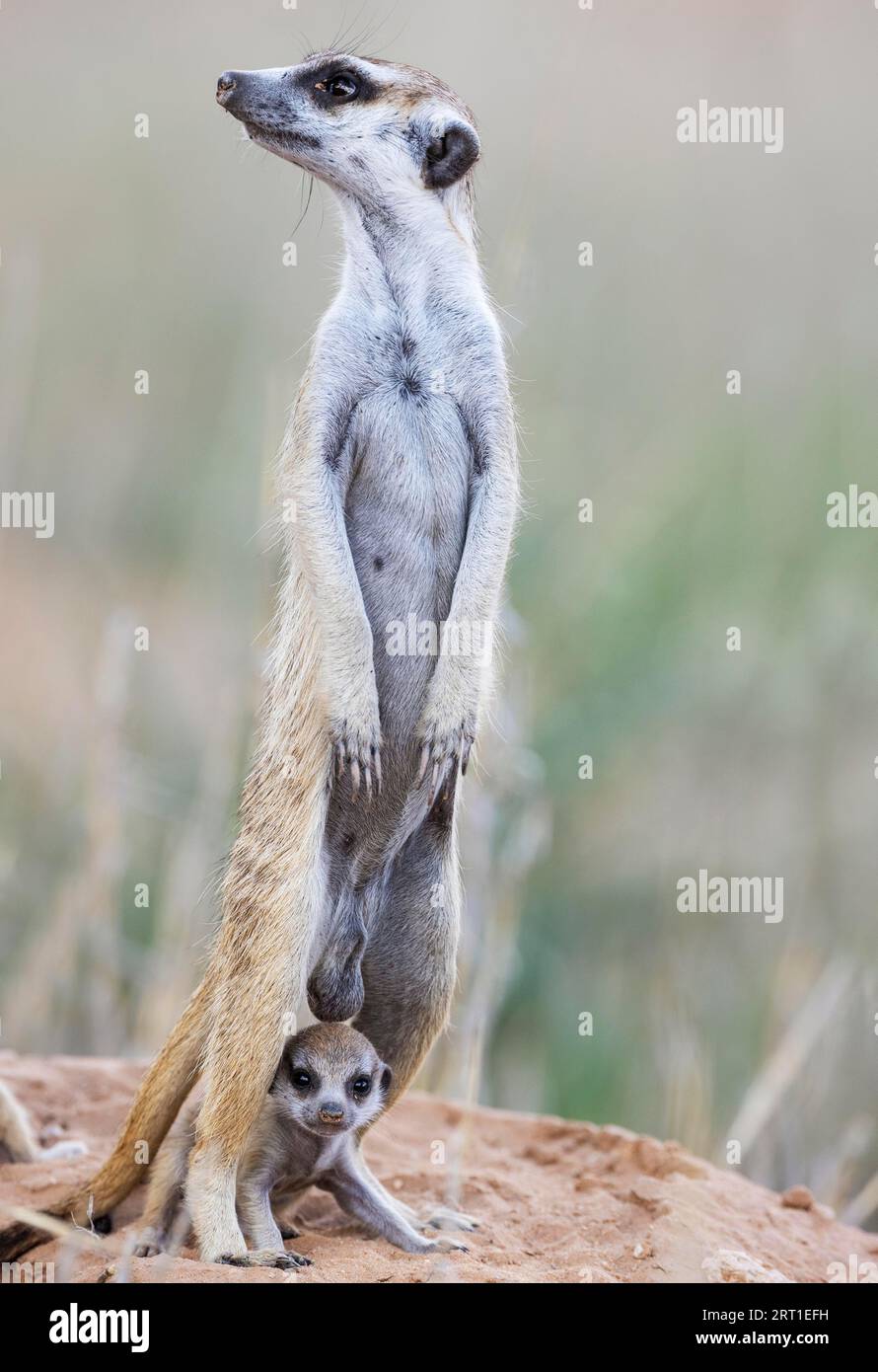 Suricate (Suricata suricatta) . Also called Meerkat. Female with young ...