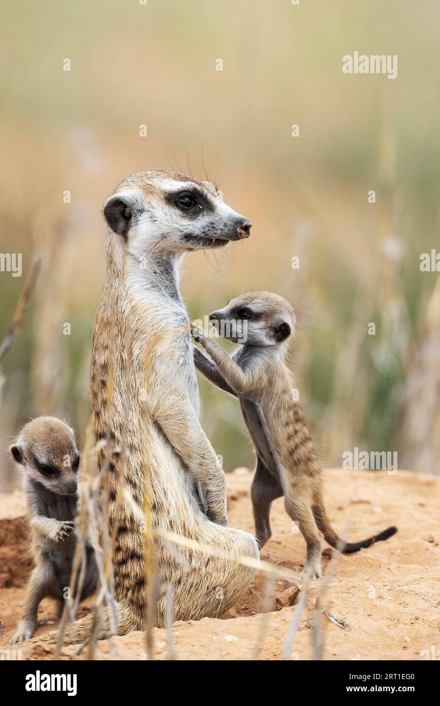 Suricate (Suricata suricatta) . Also called Meerkat. Female with two ...