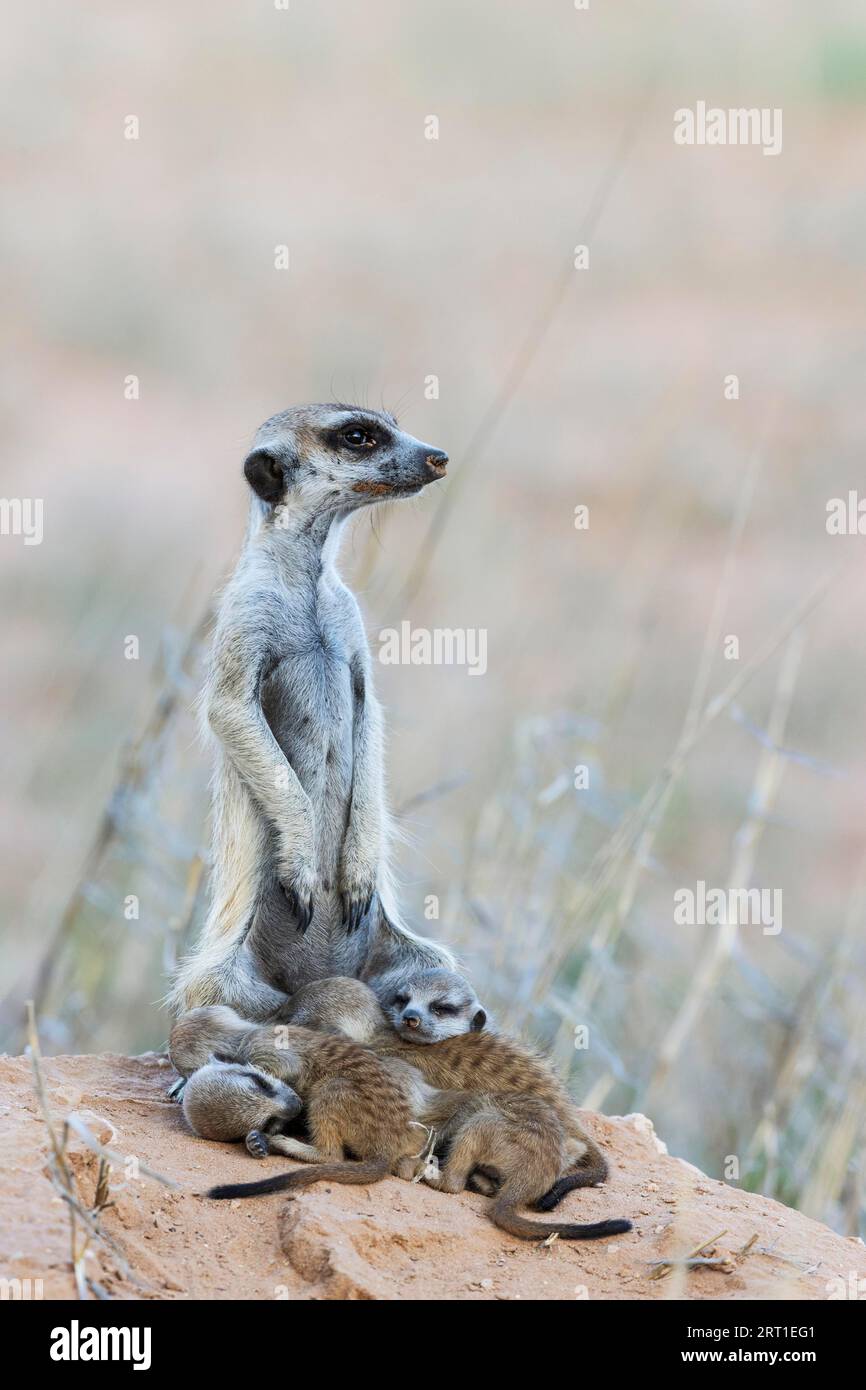 Suricate (Suricata suricatta) . Also called Meerkat. Female with five ...