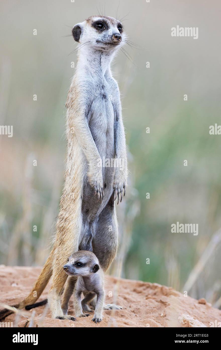 Suricate (Suricata suricatta) . Also called Meerkat. Female with young ...