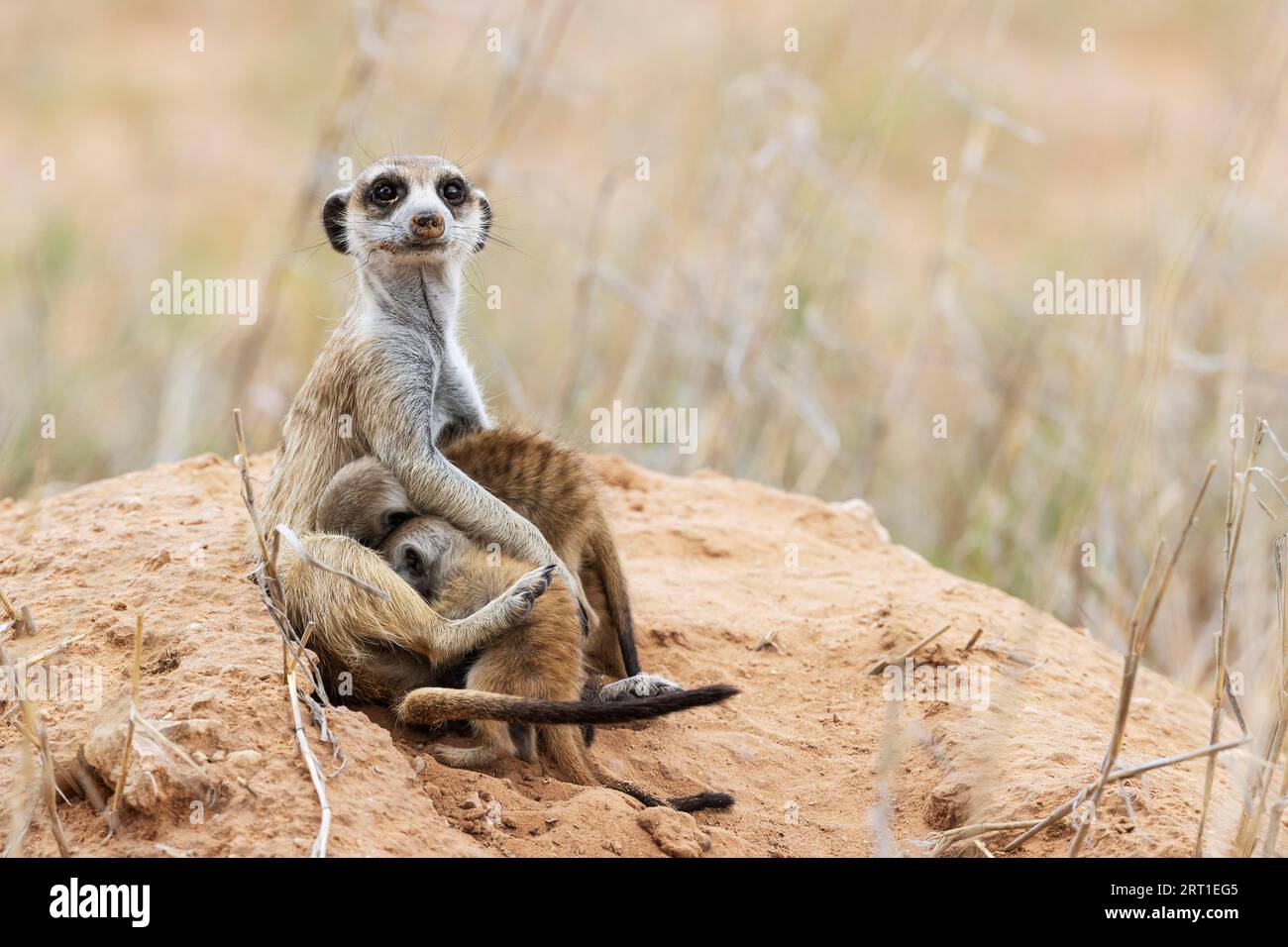 Baby meerkat behavior hi-res stock photography and images - Alamy
