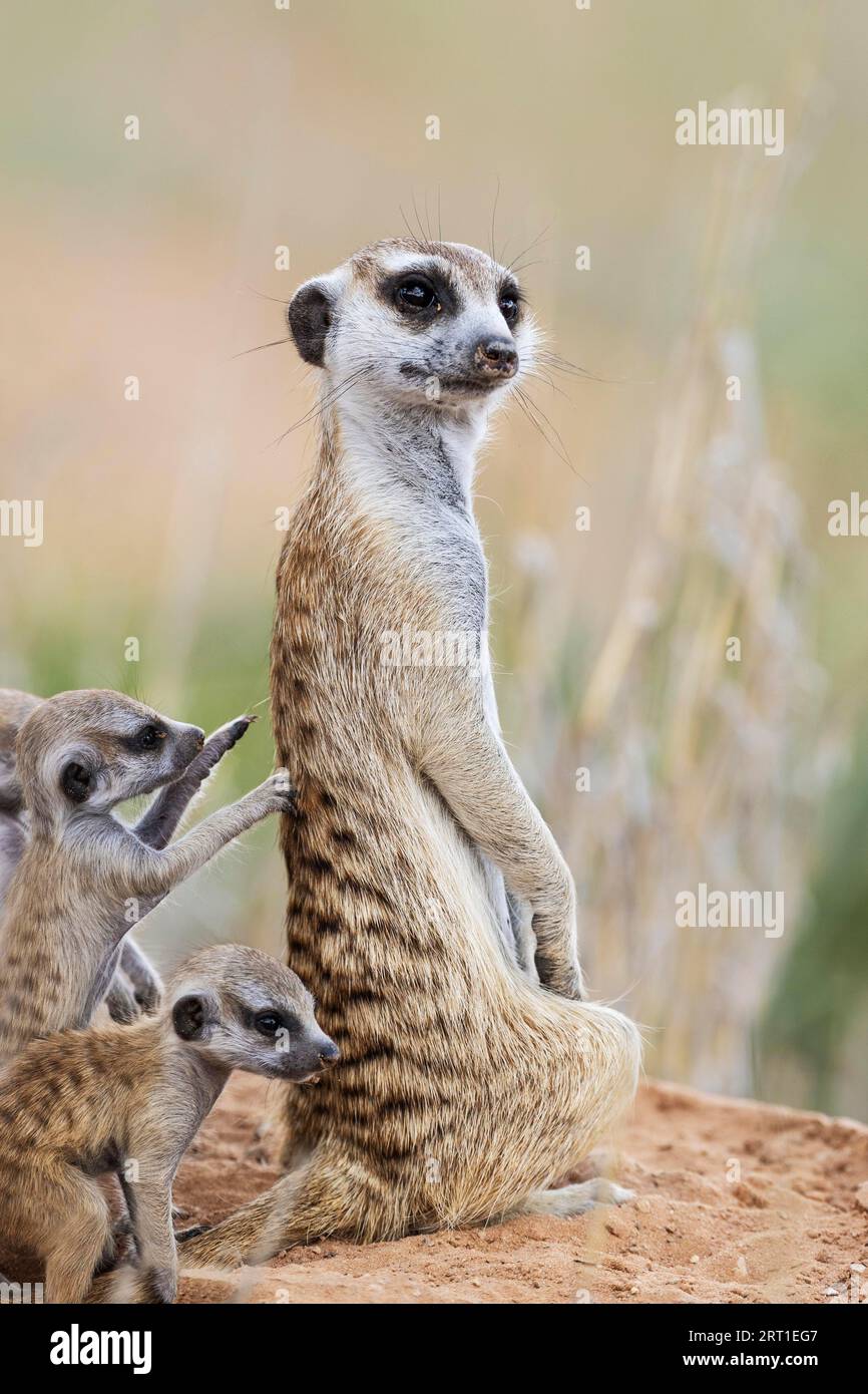 Suricate (Suricata suricatta) . Also called Meerkat. Female with two ...