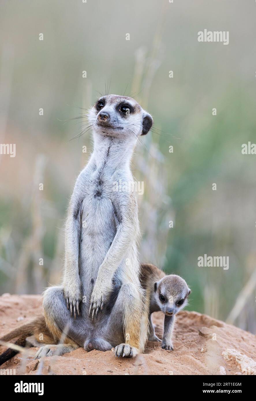 Suricate (Suricata suricatta) . Also called Meerkat. Female with young ...