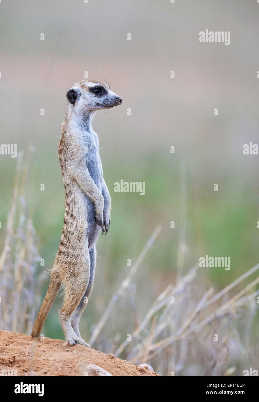 Suricate (Suricata suricatta) . Also called Meerkat. Female on the ...
