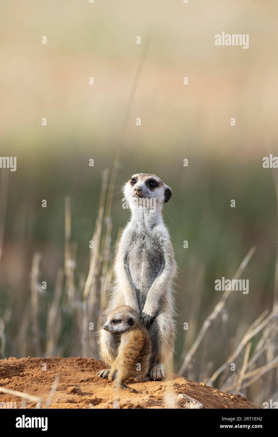 Baby meerkat den hi-res stock photography and images - Alamy