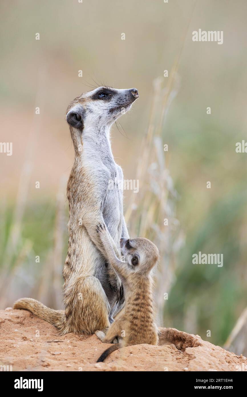 Suricate (Suricata suricatta) . Also called Meerkat. Female with young ...