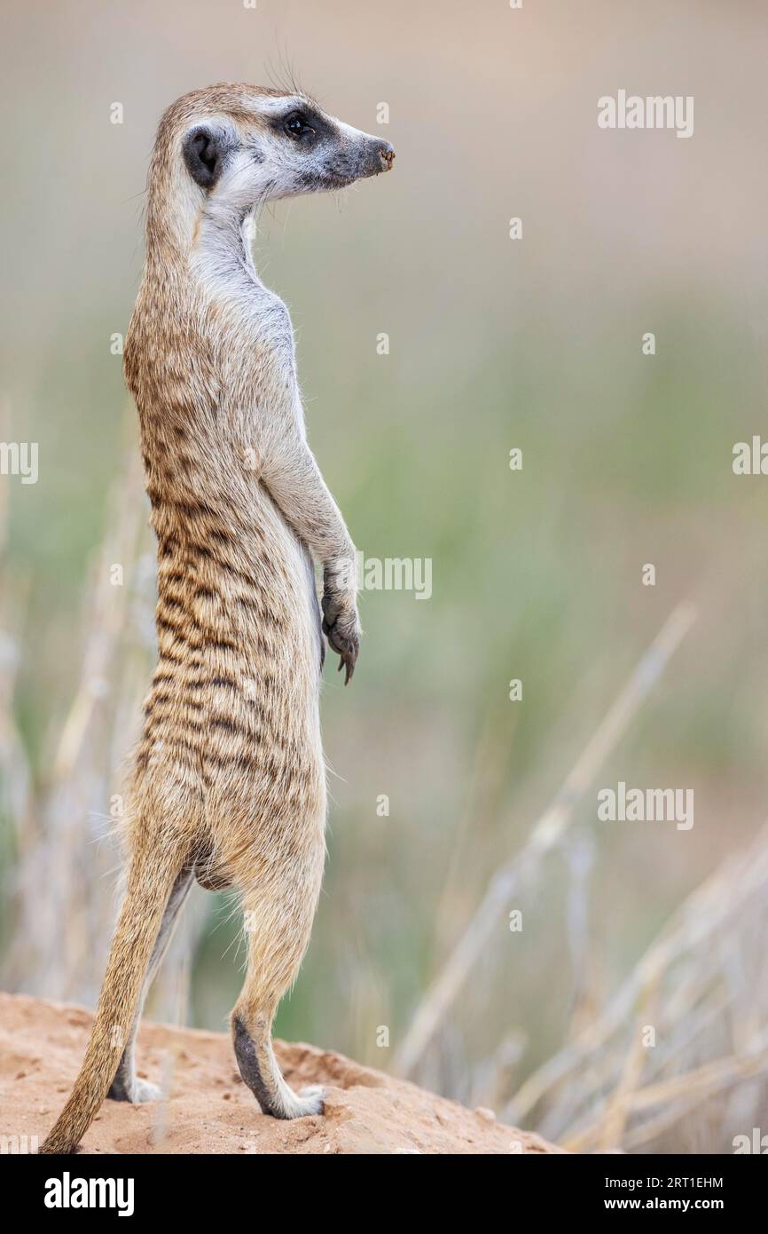 Suricate (Suricata suricatta) . Also called Meerkat. Female on the ...