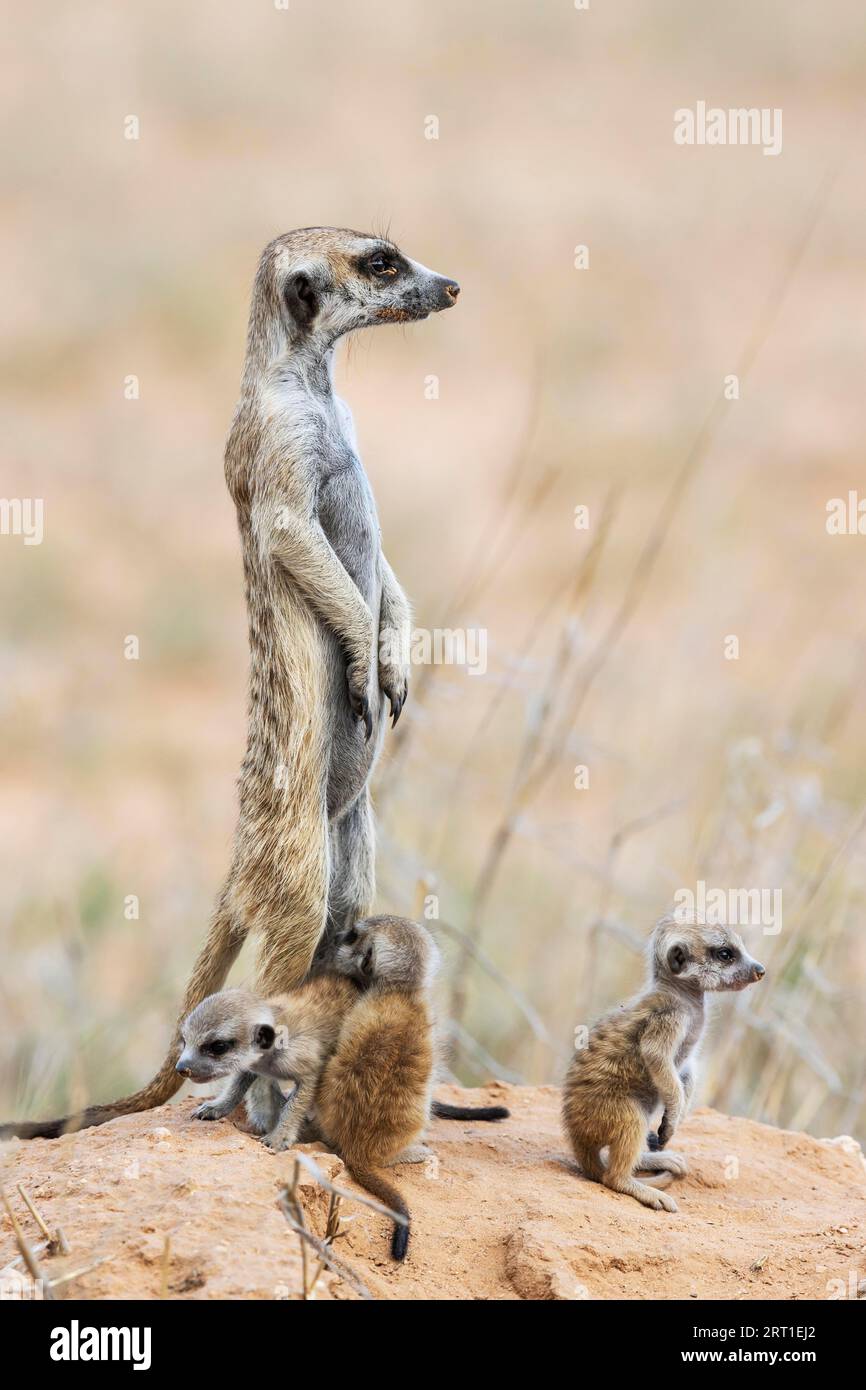 Suricate (Suricata suricatta) . Also called Meerkat. Female with three ...