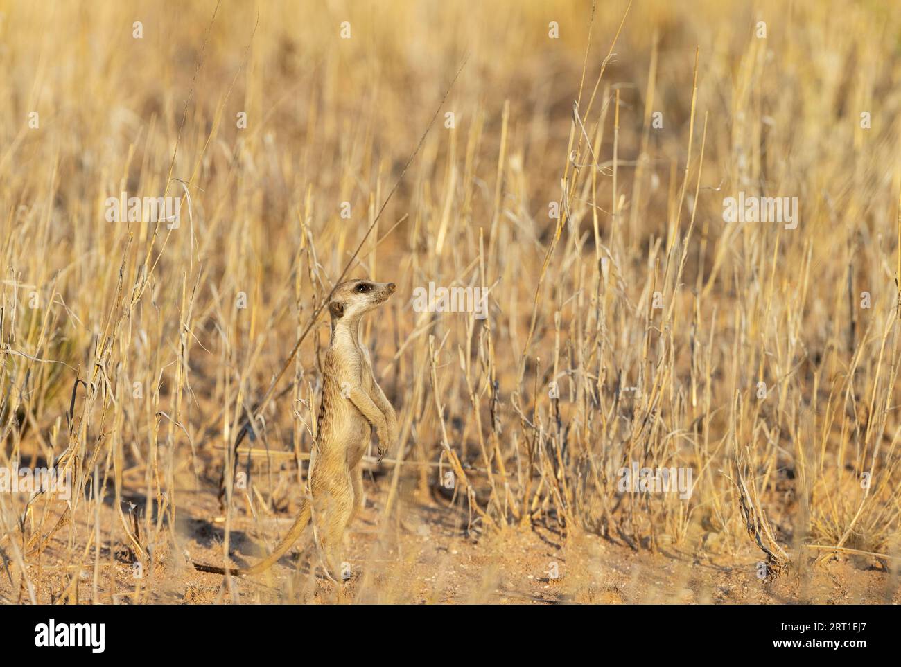 Suricate (Suricata suricatta) . Also called Meerkat. On the lookout ...