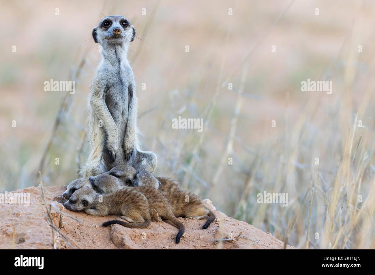 Baby meerkat den hi-res stock photography and images - Alamy
