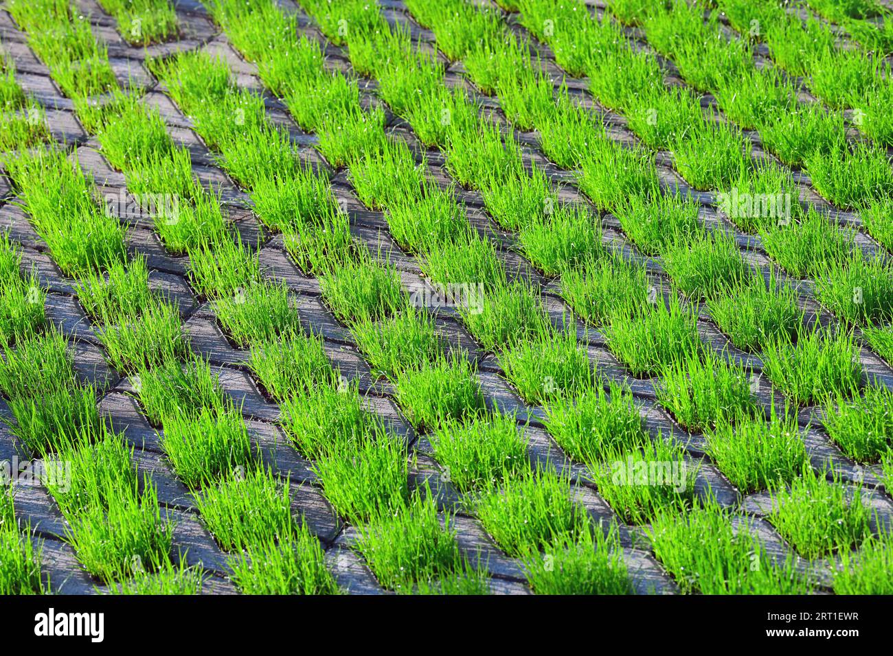 Grass Grids Grass Lawn Stock Photo - Alamy