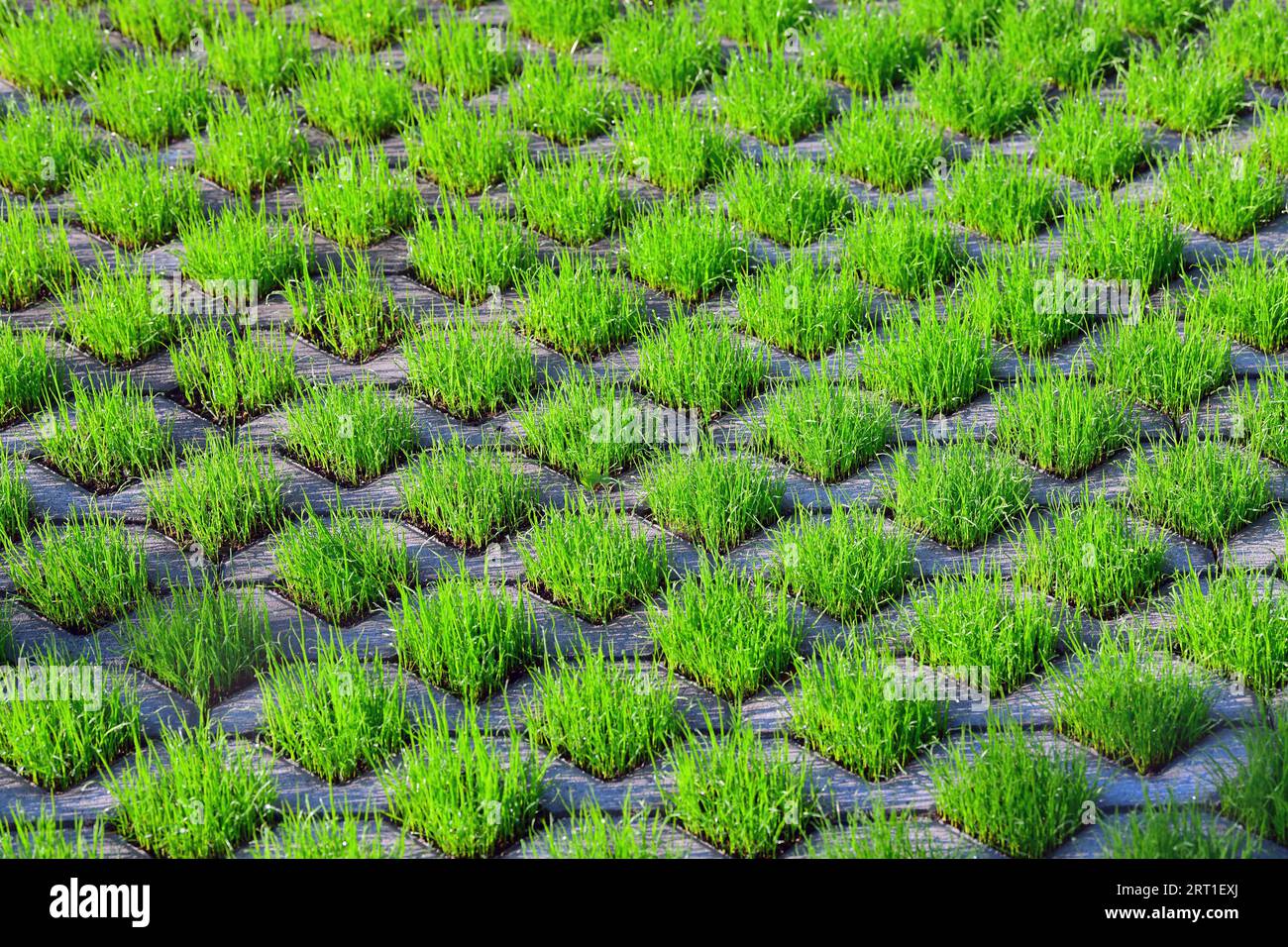 Grass Grids Grass Lawn Stock Photo - Alamy