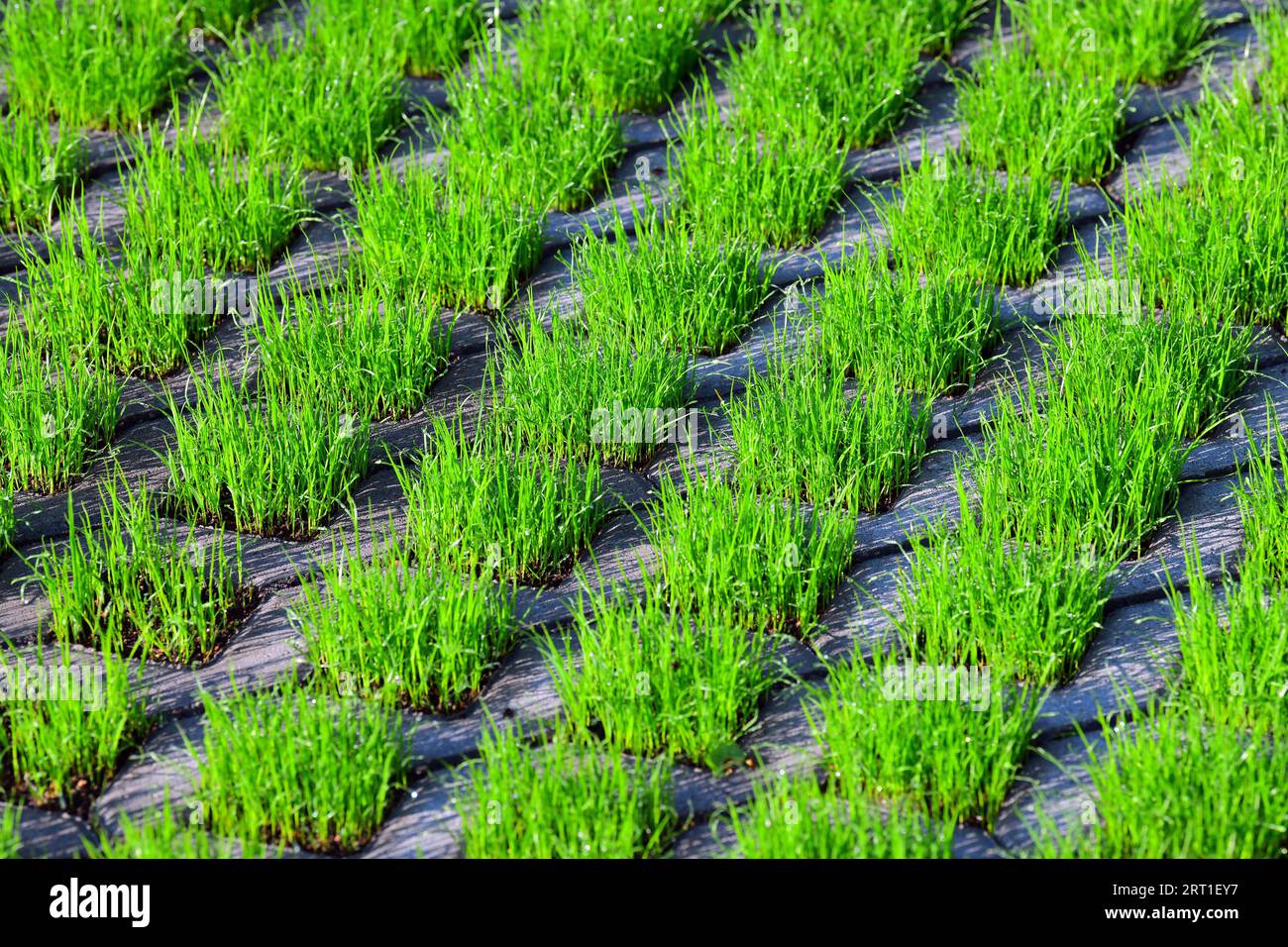 Grass Grids Grass Lawn Stock Photo - Alamy
