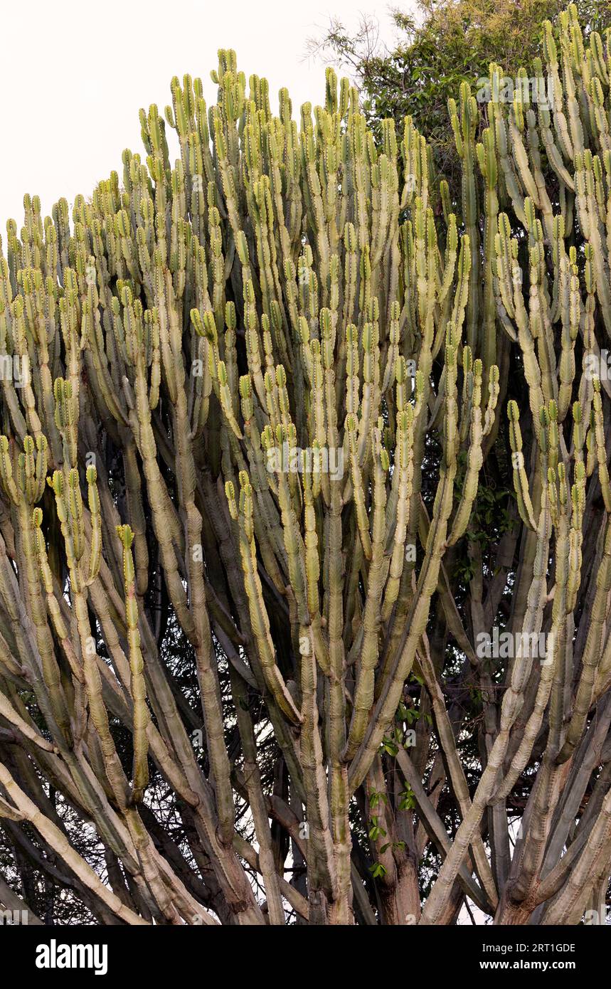 One of the largest members of the Euphorbia, the Candelabra tree is a ...
