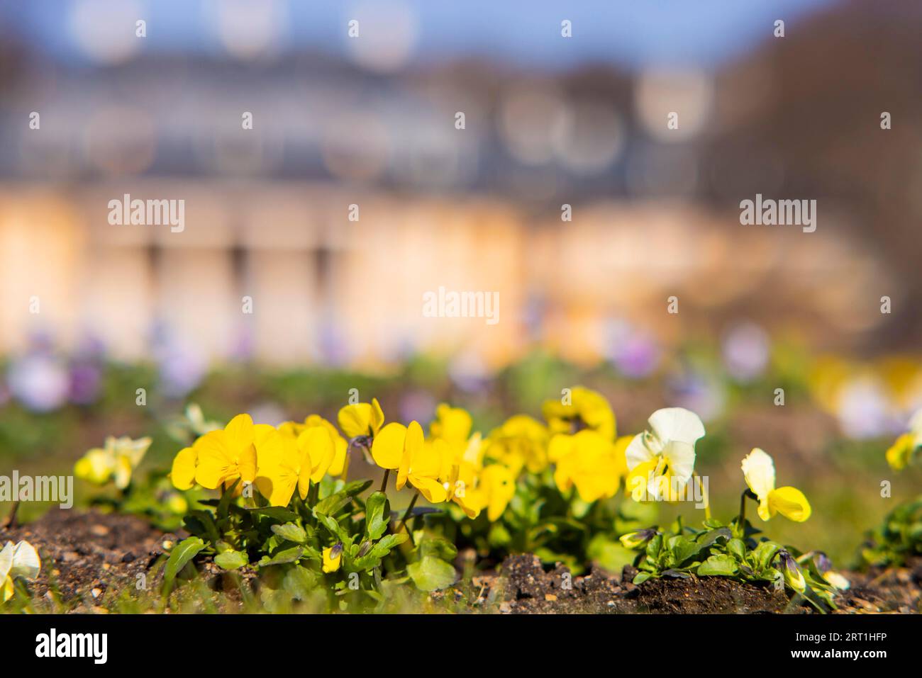 Pillnitz Palace Park. Pleasure garden first season planting with ...