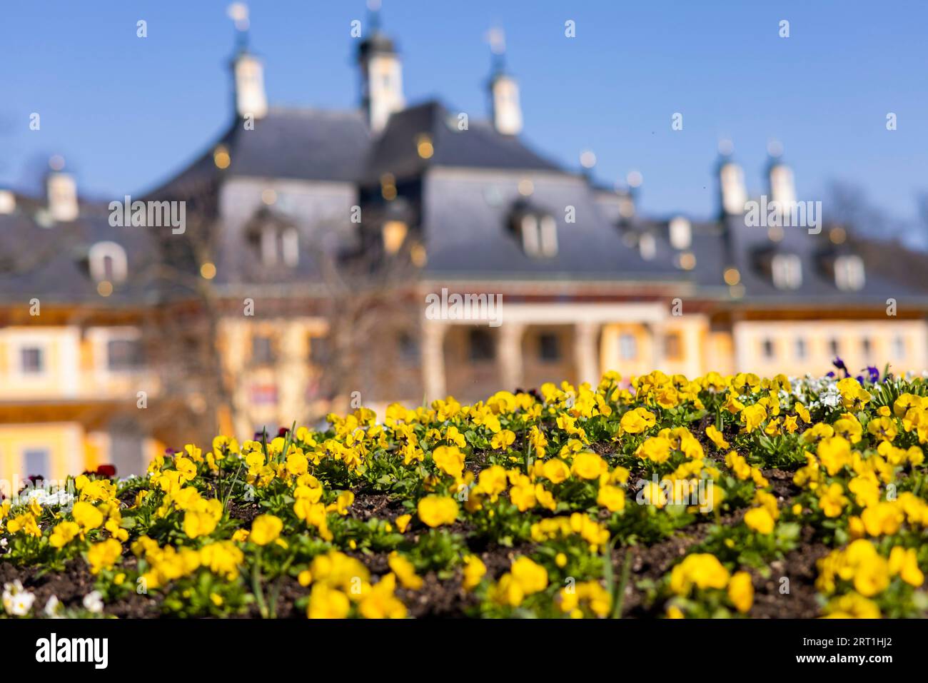 Pillnitz Palace Park. Pleasure garden first season planting with ...