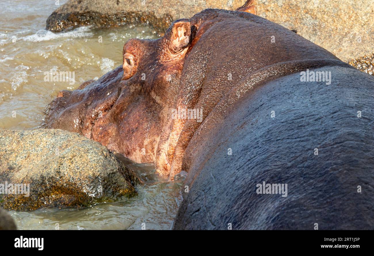 When the river current is strong, Hippo will often use natural barriers ...
