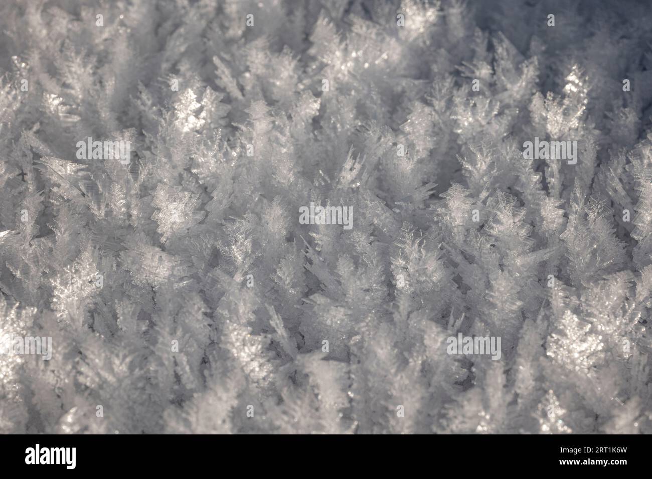 Macro photos of ice flowers during heavy frost Stock Photo - Alamy