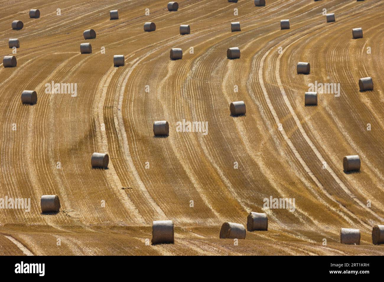 Round hay bales lie in a field near Bannewitz. The baler is used to ...