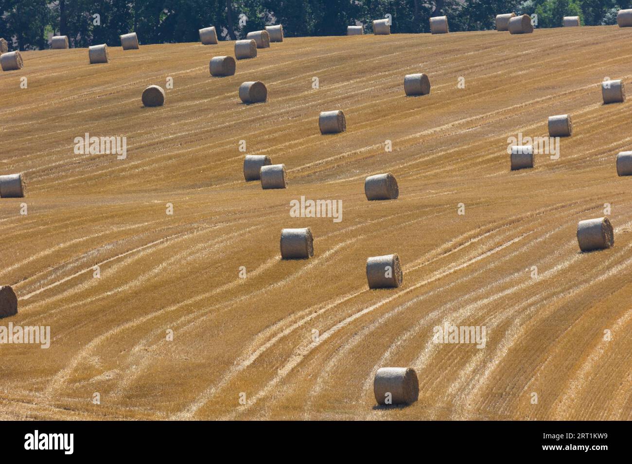 Round hay bales lie in a field near Bannewitz. The baler is used to ...