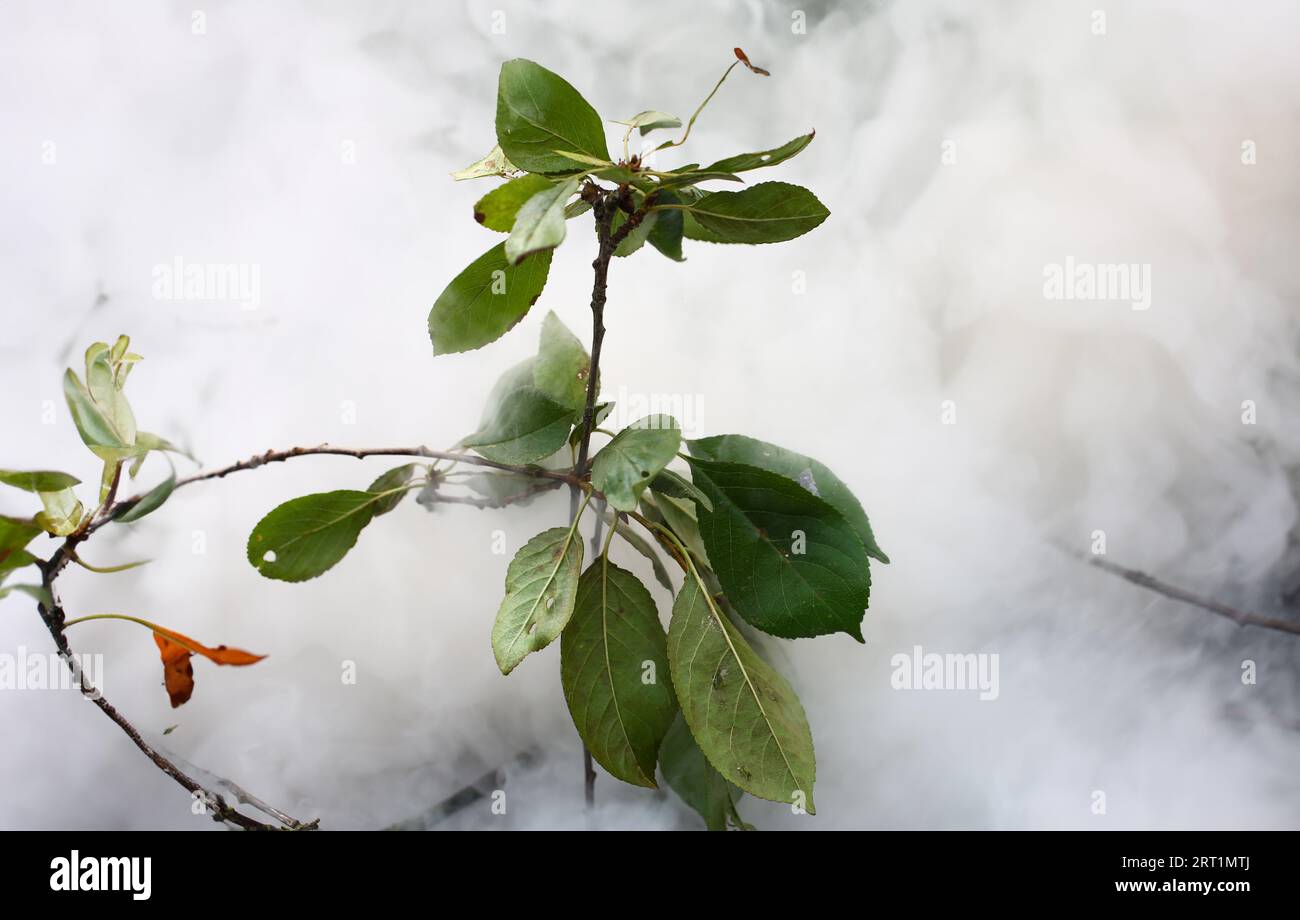 Smoking green plant Stock Photo - Alamy