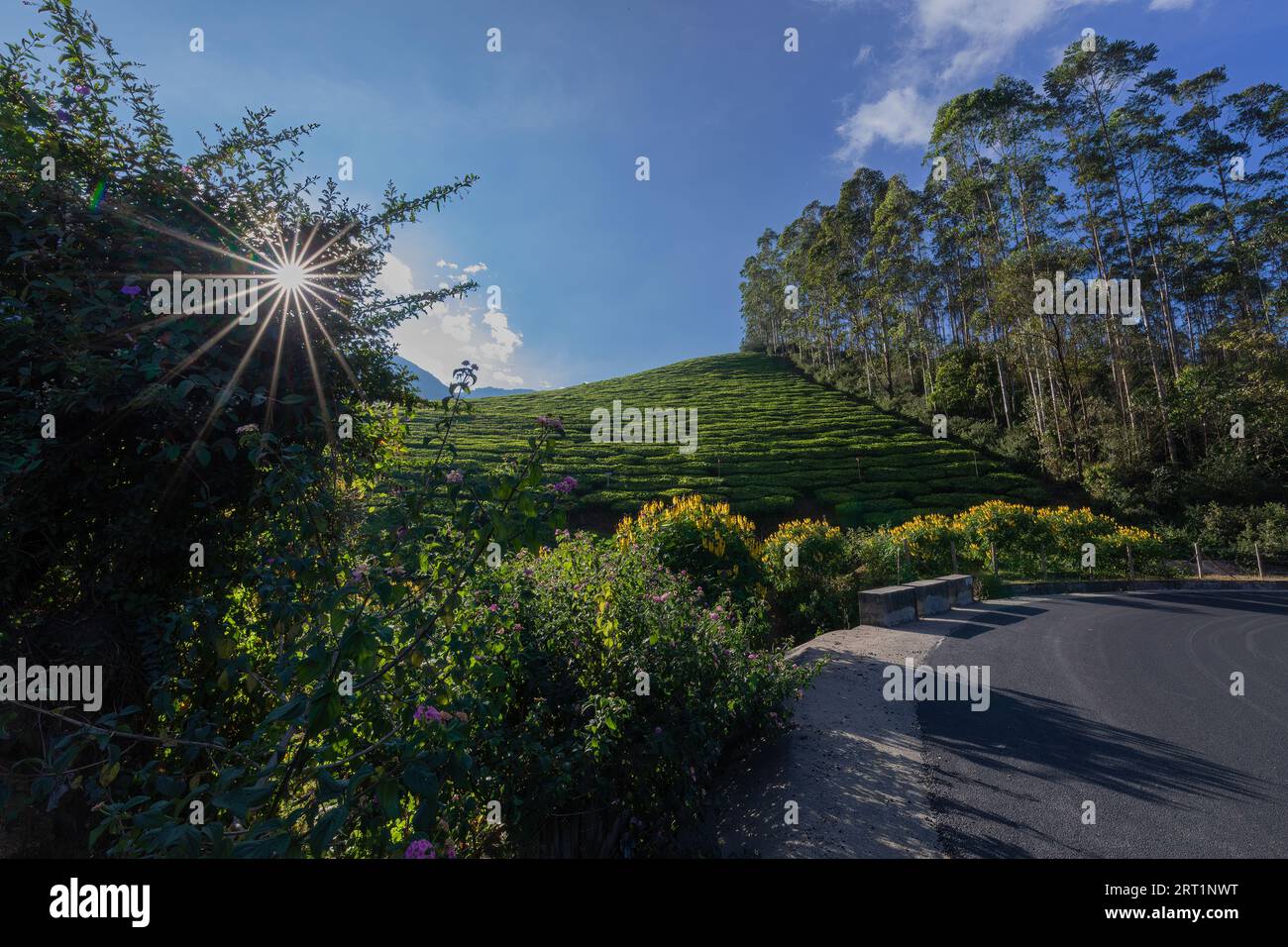 Munnar Tea Garden Landscape view Stock Photo - Alamy