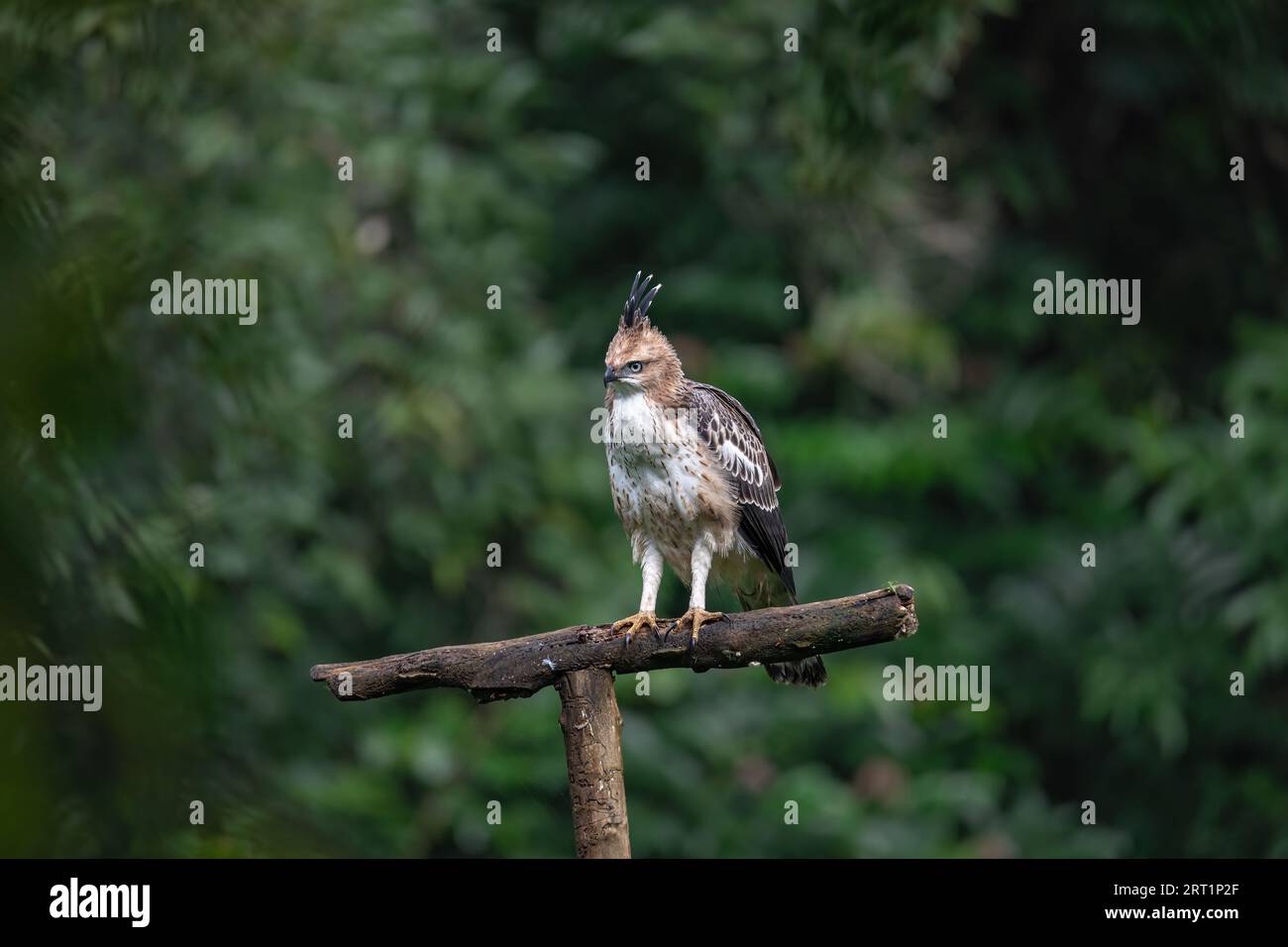 Changeable Hawk-Eagle or Crested Hawk Eagle Stock Photo - Alamy