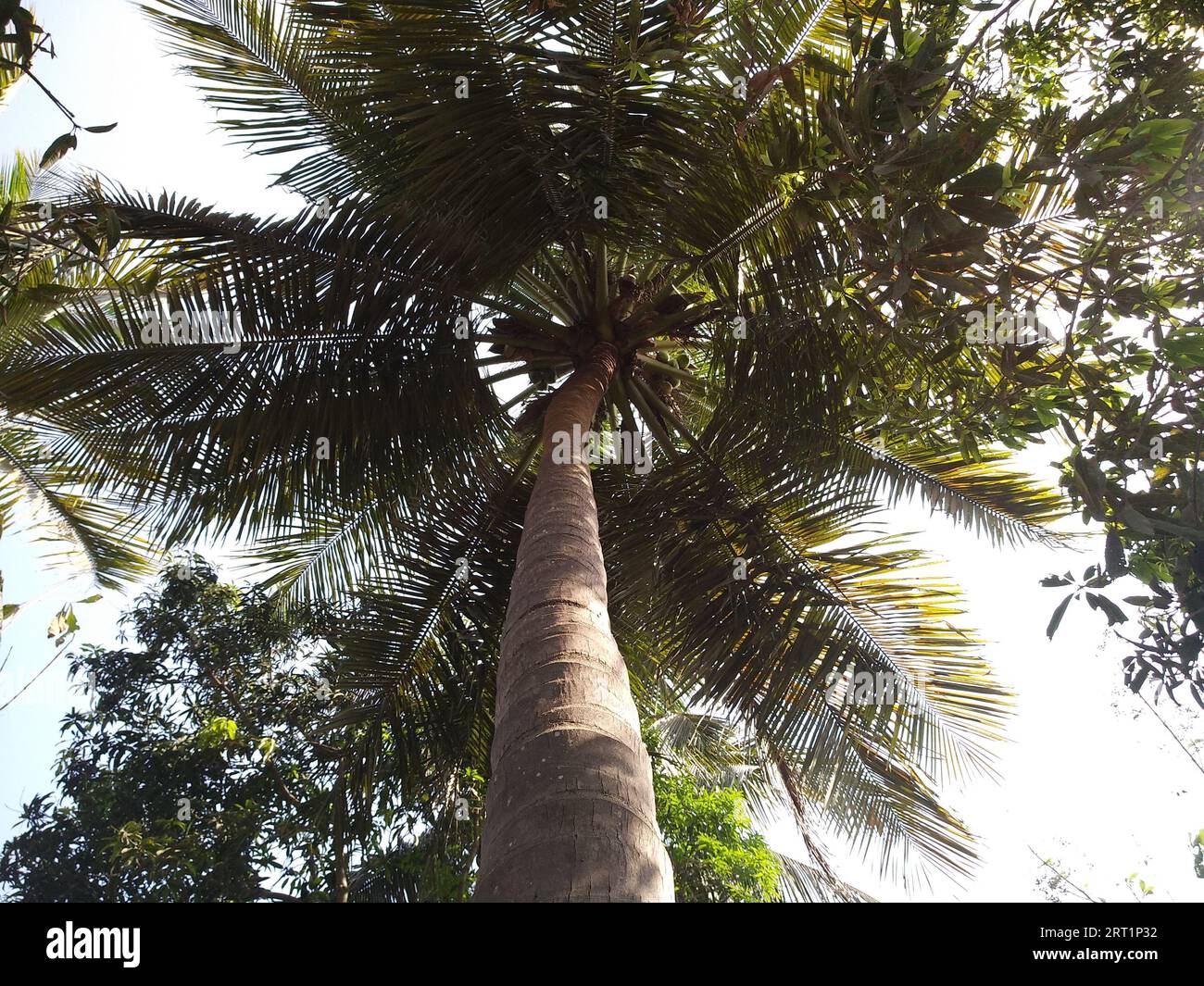 Palm tree stands silhouetted hi-res stock photography and images - Alamy