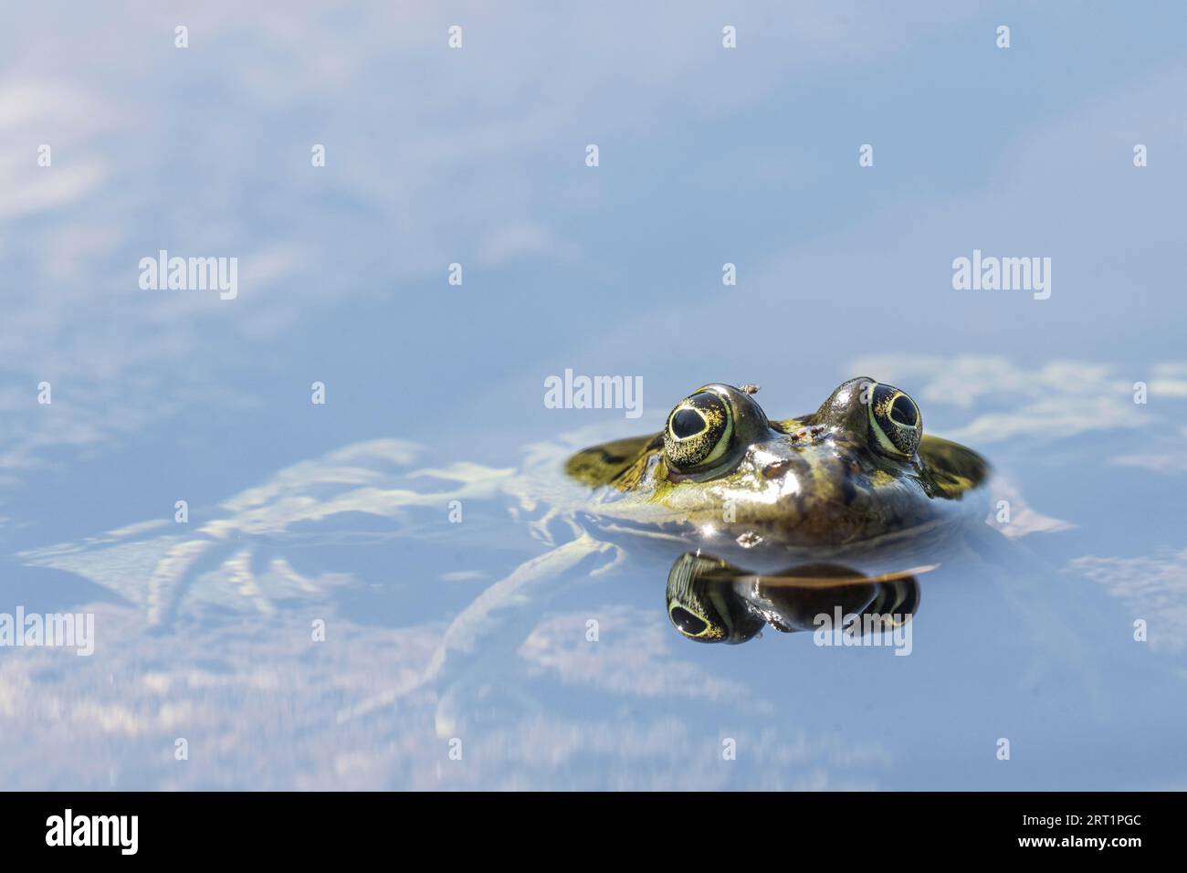 Green frog (Rana esculenta), Emsland, Lower Saxony, Germany Stock Photo ...