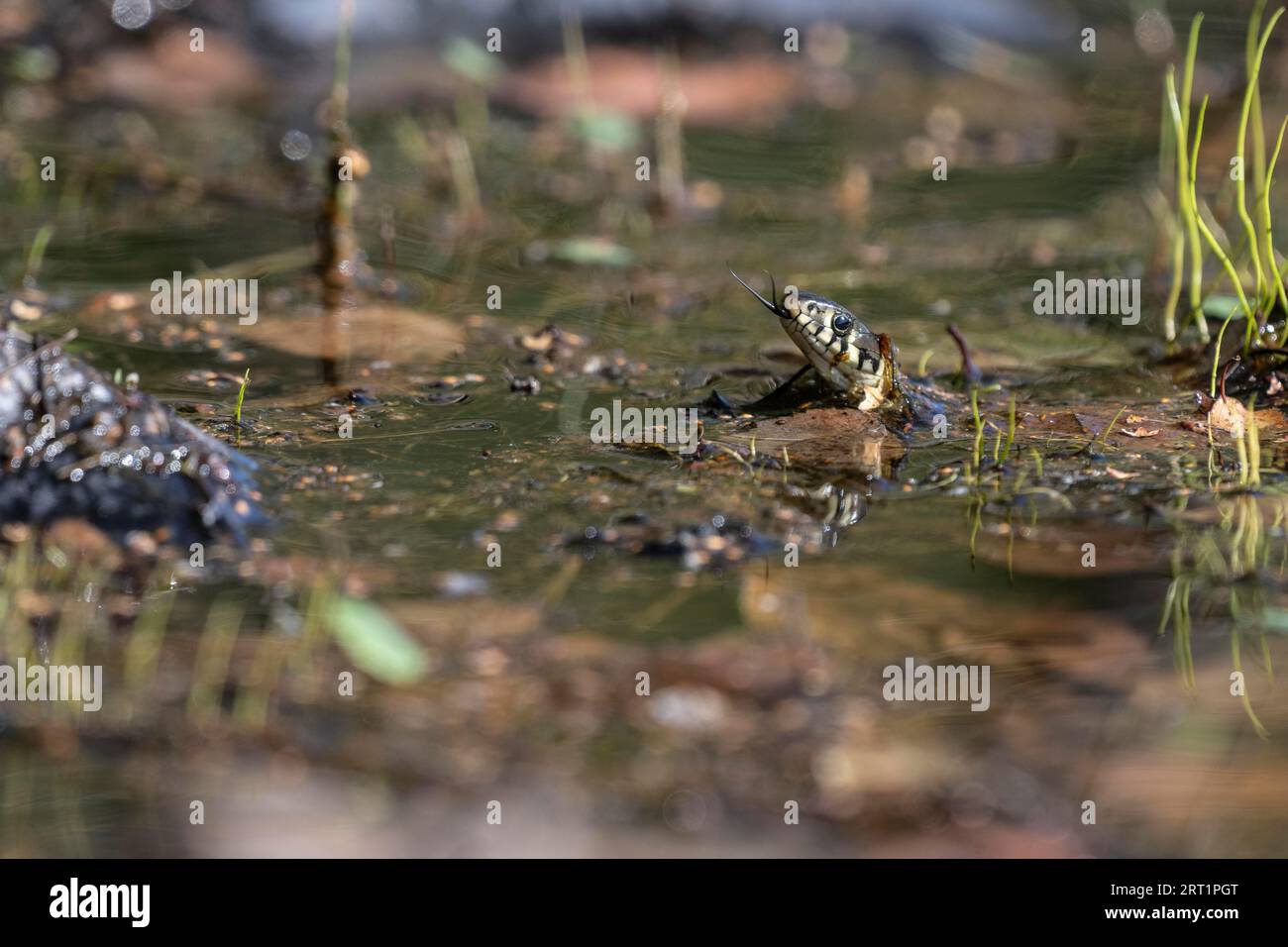 Grass snake (Natrix natrix), Emsland, Lower Saxony, Germany Stock Photo ...
