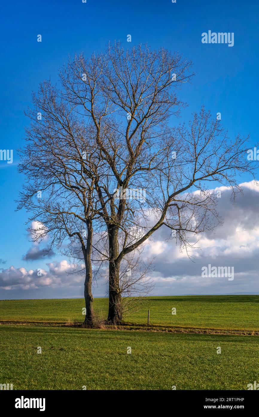 Tree in December Stock Photo - Alamy